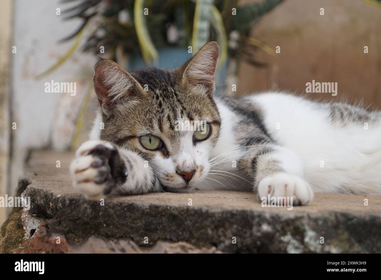 Lying street cat in Brazil Stock Photo - Alamy