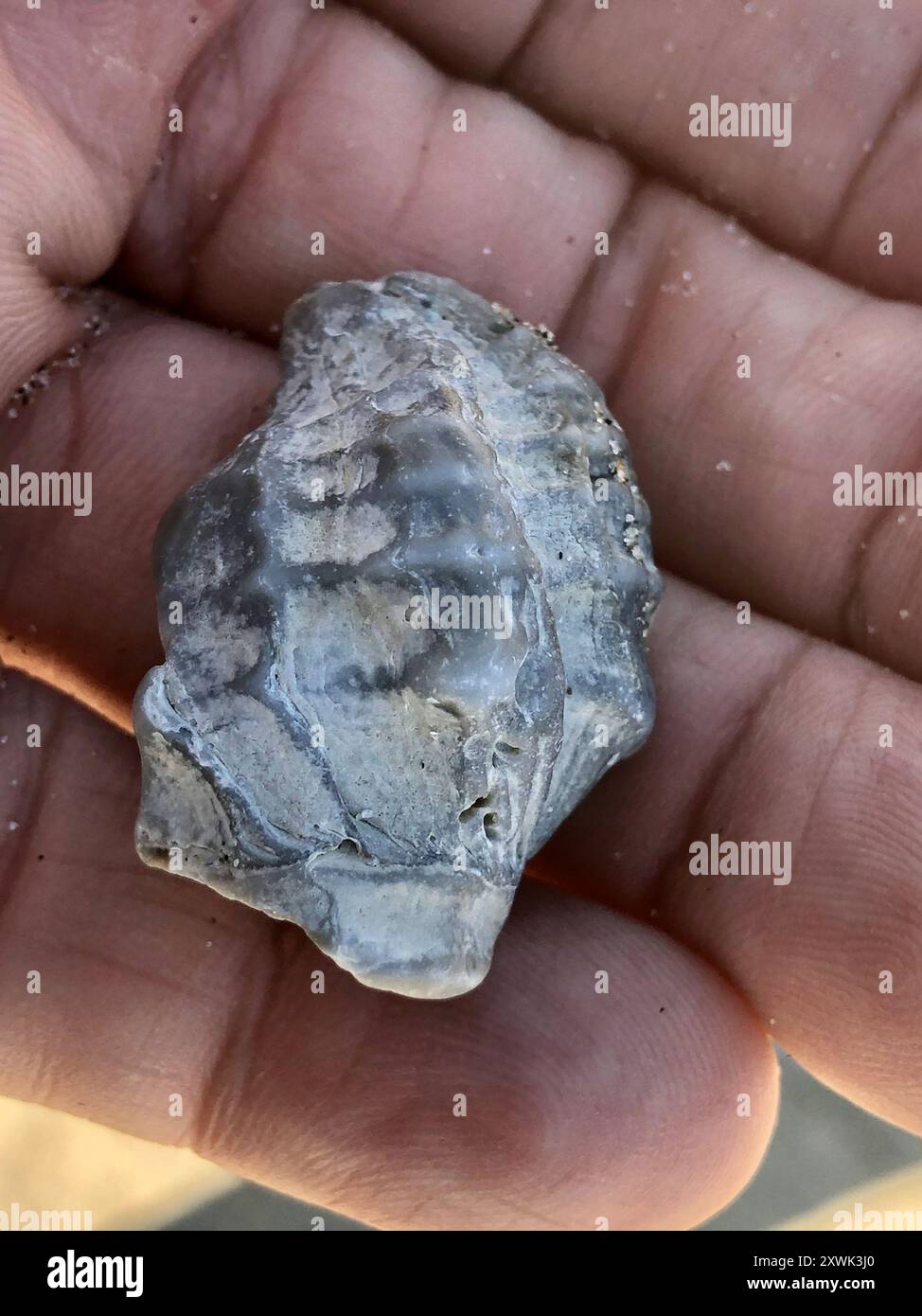 Frilled Dogwinkle (Nucella lamellosa) Mollusca Stock Photo - Alamy