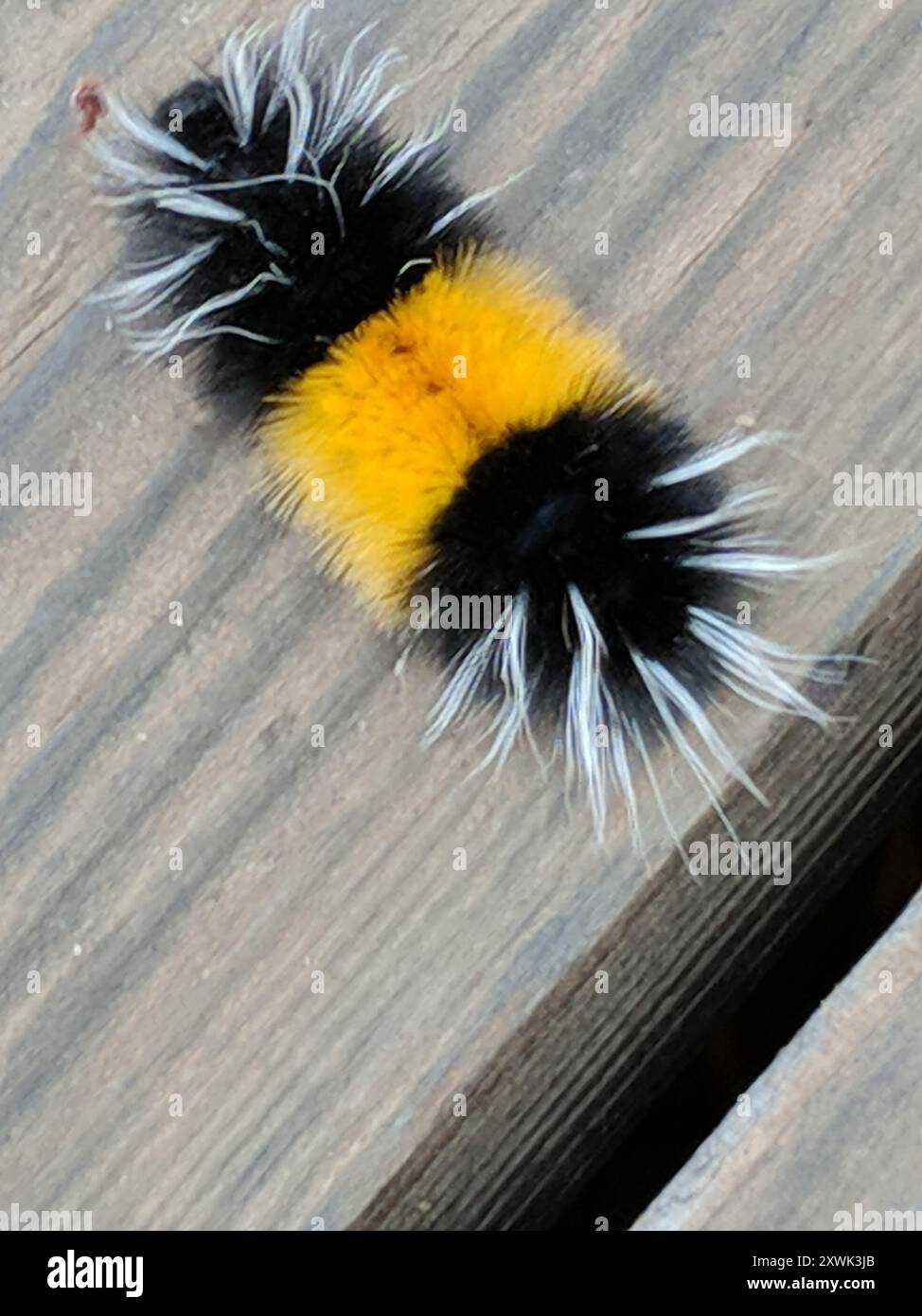 Spotted Tussock Moth (Lophocampa maculata) Insecta Stock Photo - Alamy