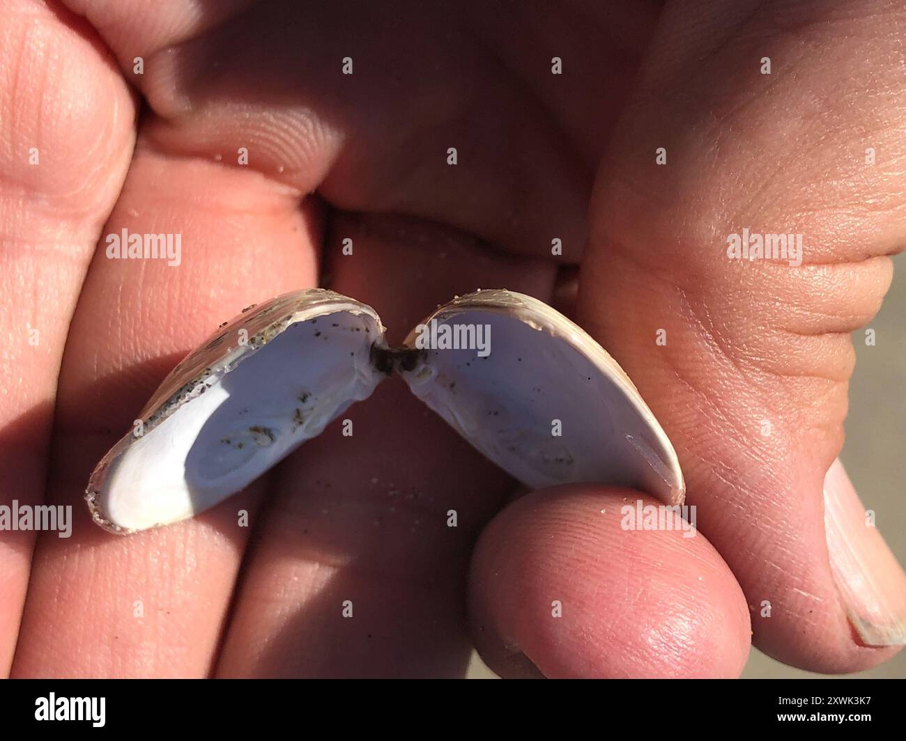 Tivela stultorum hi-res stock photography and images - Alamy