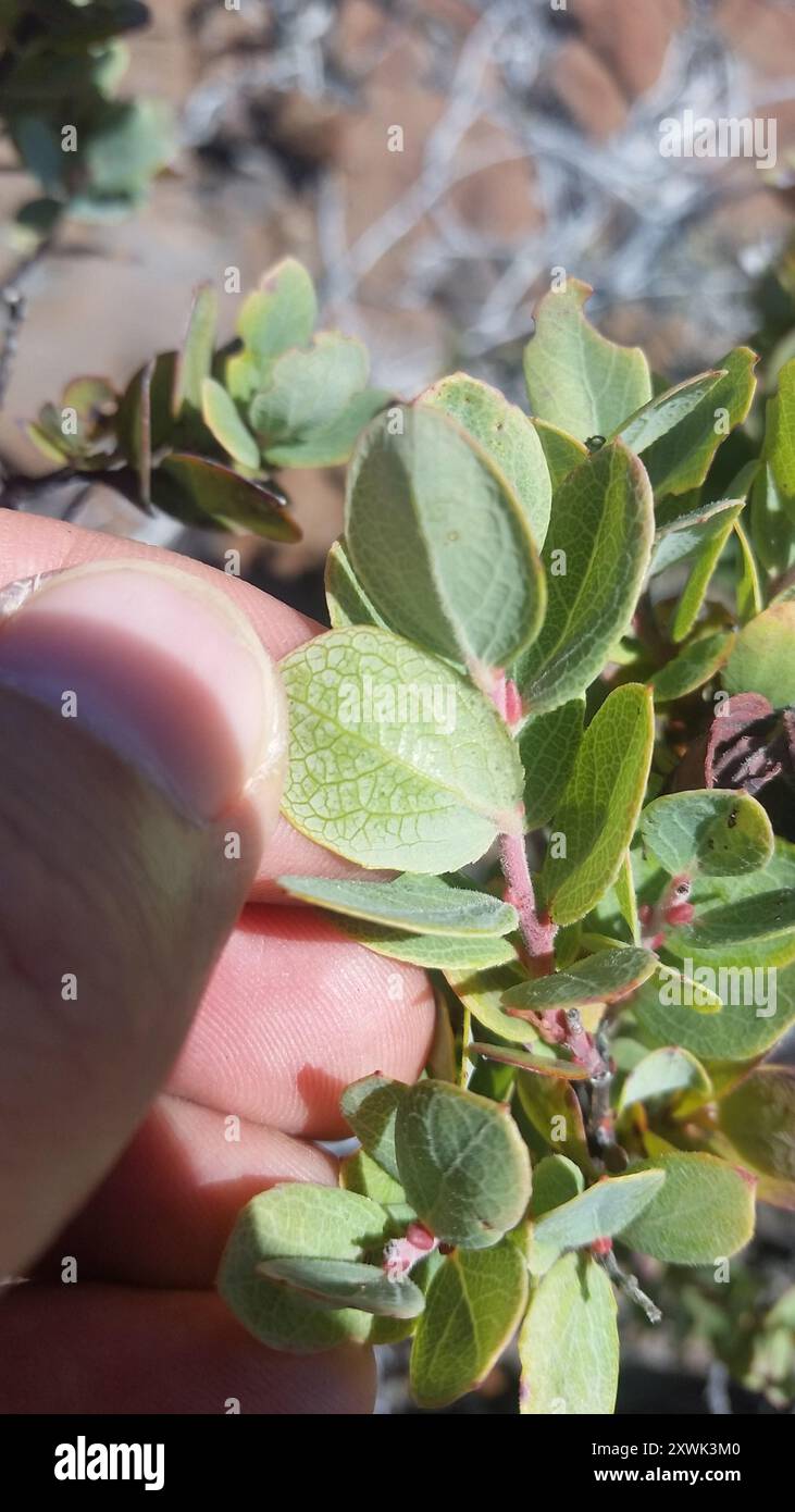 'ohelo 'ai (Vaccinium reticulatum) Plantae Stock Photo - Alamy