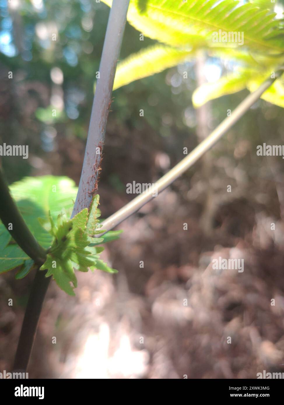 false staghorn fern (Dicranopteris linearis) Plantae Stock Photo - Alamy