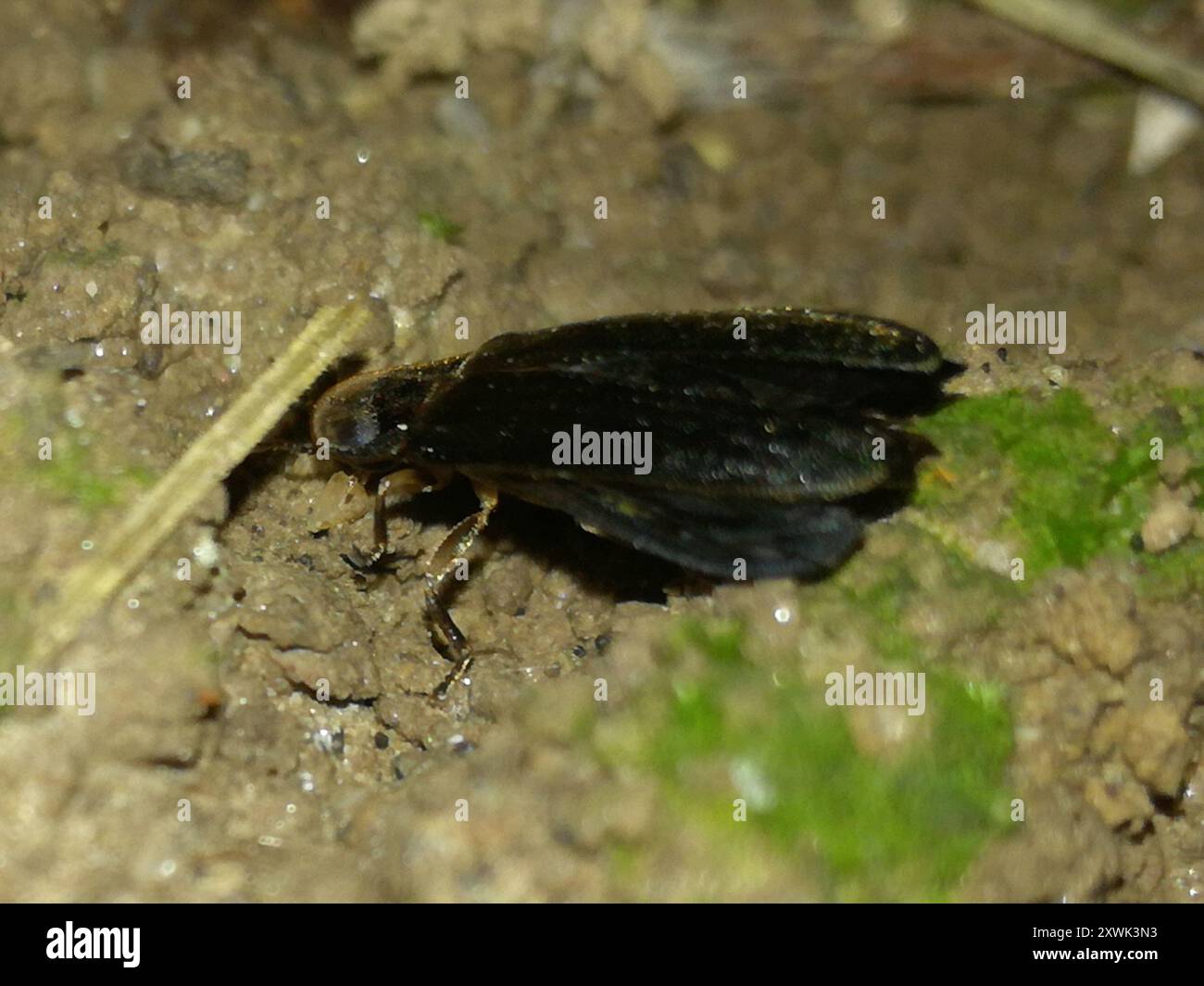 Lesser Glowworm (Lamprohiza splendidula) Insecta Stock Photo - Alamy