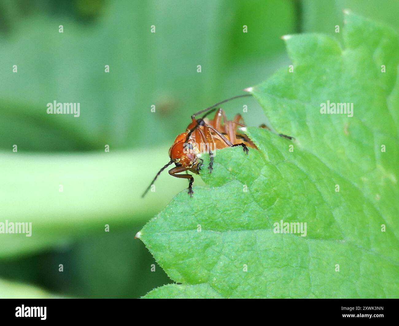 Common Red Soldier Beetle (Rhagonycha fulva) Insecta Stock Photo - Alamy