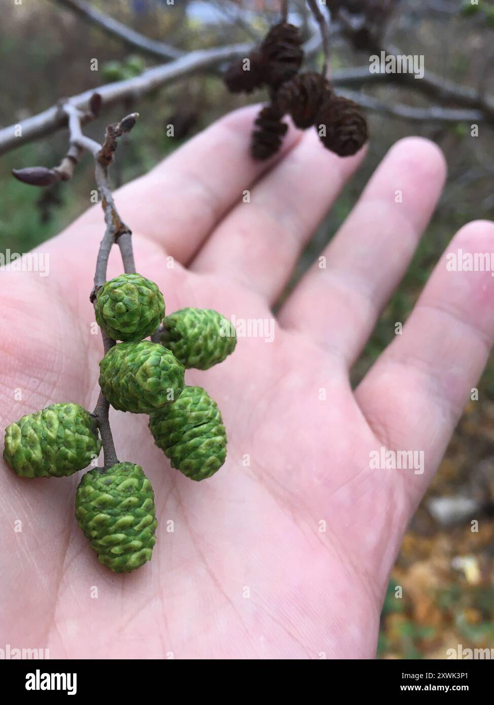 grey alder (Alnus incana) Plantae Stock Photo - Alamy