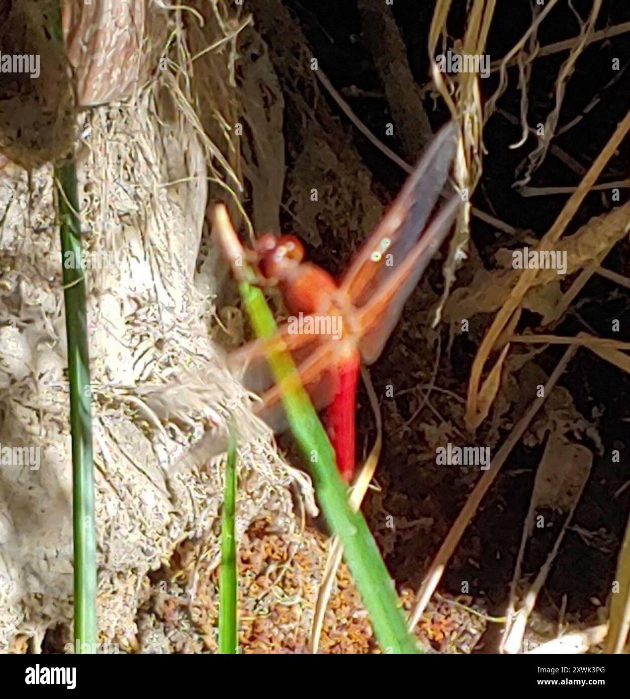 Neon Skimmer (Libellula croceipennis) Insecta Stock Photo - Alamy