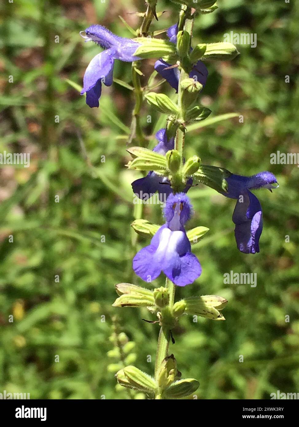 giant blue sage (Salvia azurea) Plantae Stock Photo - Alamy
