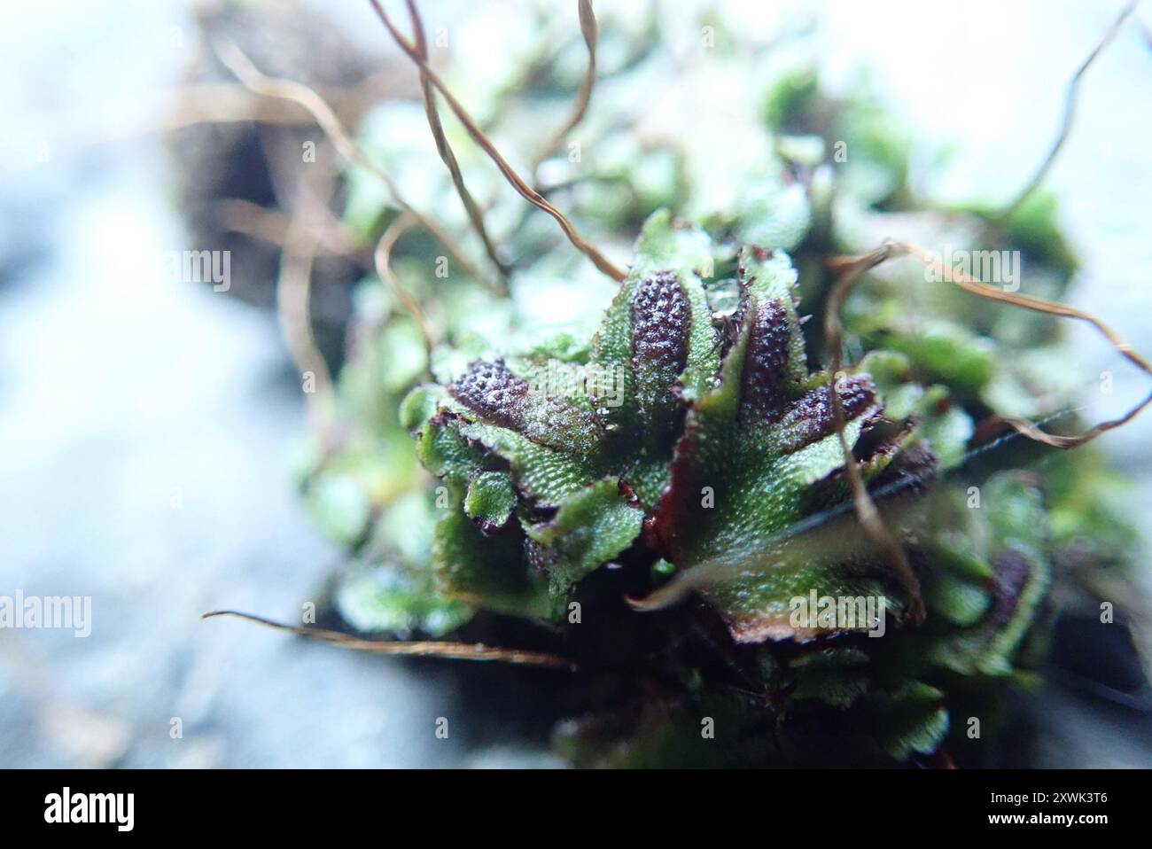 Asterella hi-res stock photography and images - Alamy