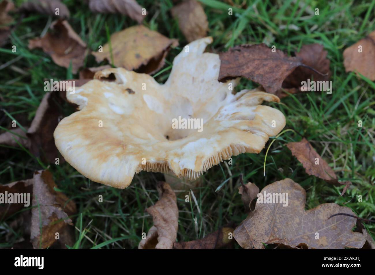 Common Milkcaps (Lactarius) Fungi Stock Photo - Alamy