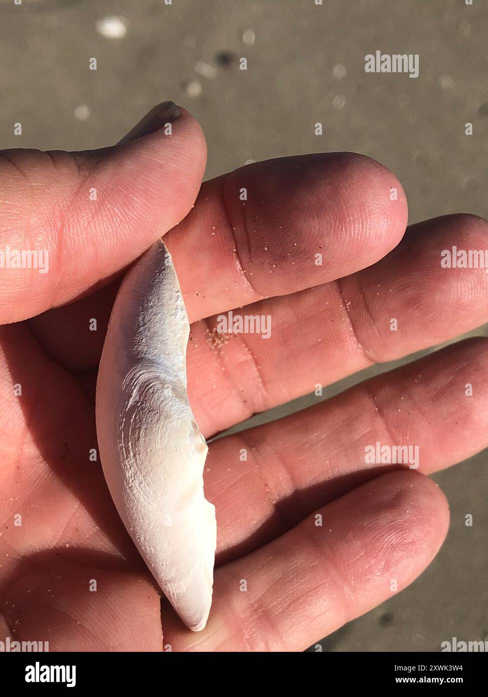 Tivela stultorum hi-res stock photography and images - Alamy