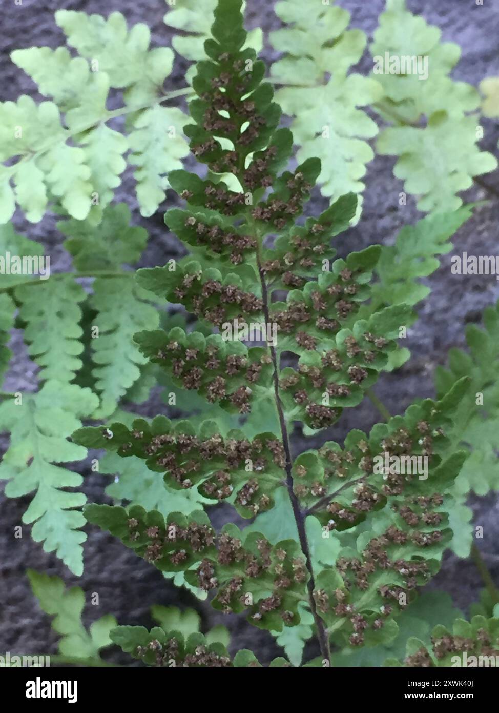 fragile ferns (Cystopteris) Plantae Stock Photo - Alamy