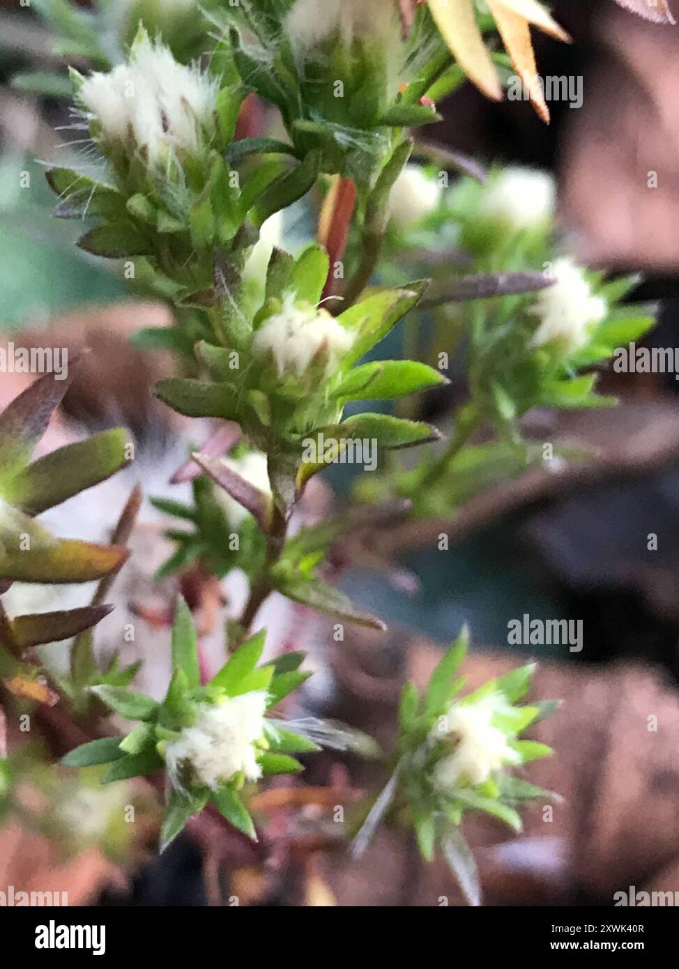 rayless annual aster (Symphyotrichum ciliatum) Plantae Stock Photo - Alamy