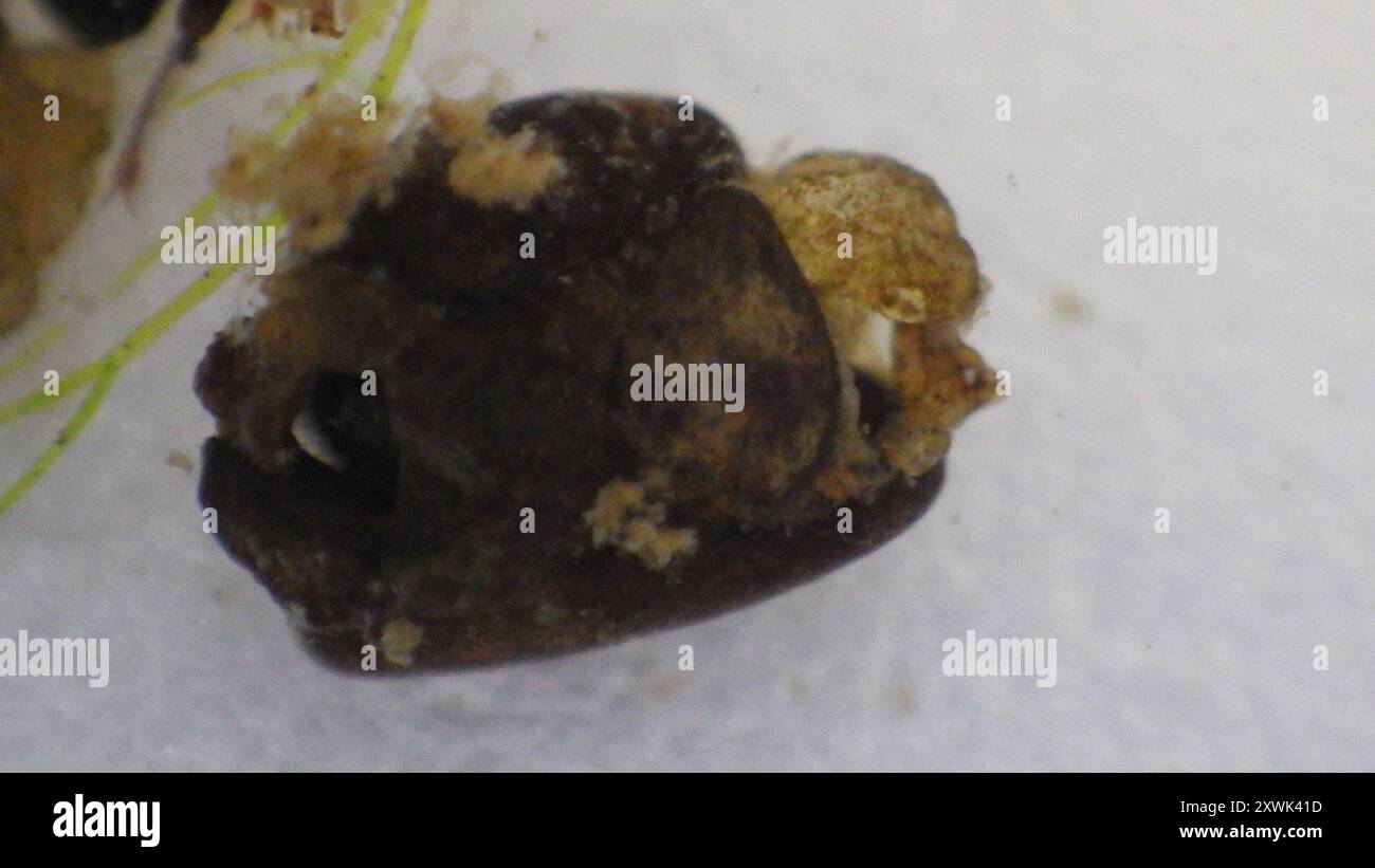 Little Black Caddisflies (Glossosomatidae) Insecta Stock Photo - Alamy