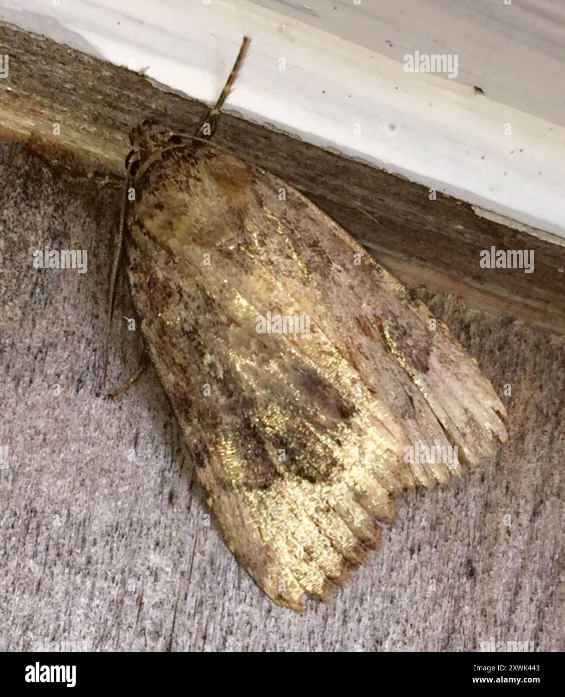 American Copper Underwing (Amphipyra pyramidoides) Insecta Stock Photo ...