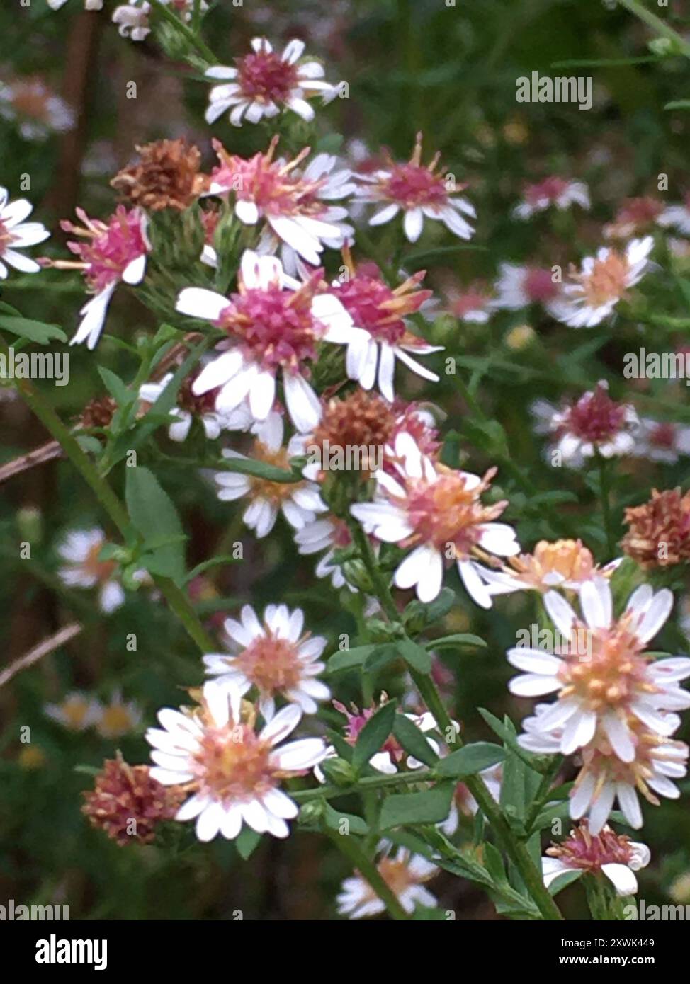calico aster (Symphyotrichum lateriflorum) Plantae Stock Photo - Alamy