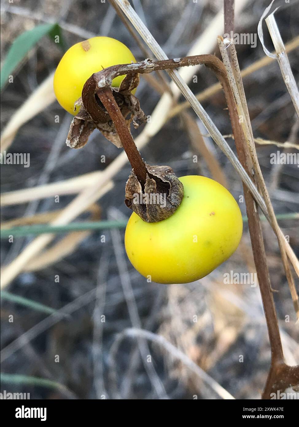 western horsenettle (Solanum dimidiatum) Plantae Stock Photo - Alamy