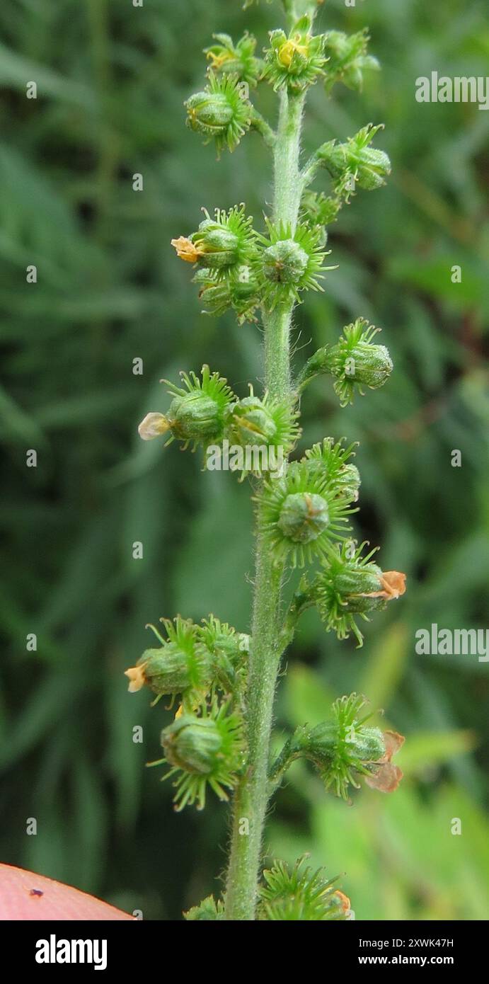 swamp agrimony (Agrimonia parviflora) Plantae Stock Photo - Alamy