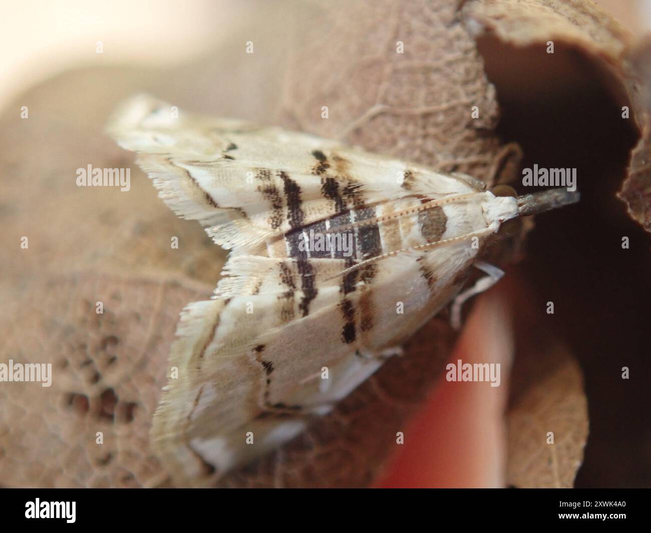 Jasmine bud borer (Trichophysetis cretacea) Insecta Stock Photo - Alamy