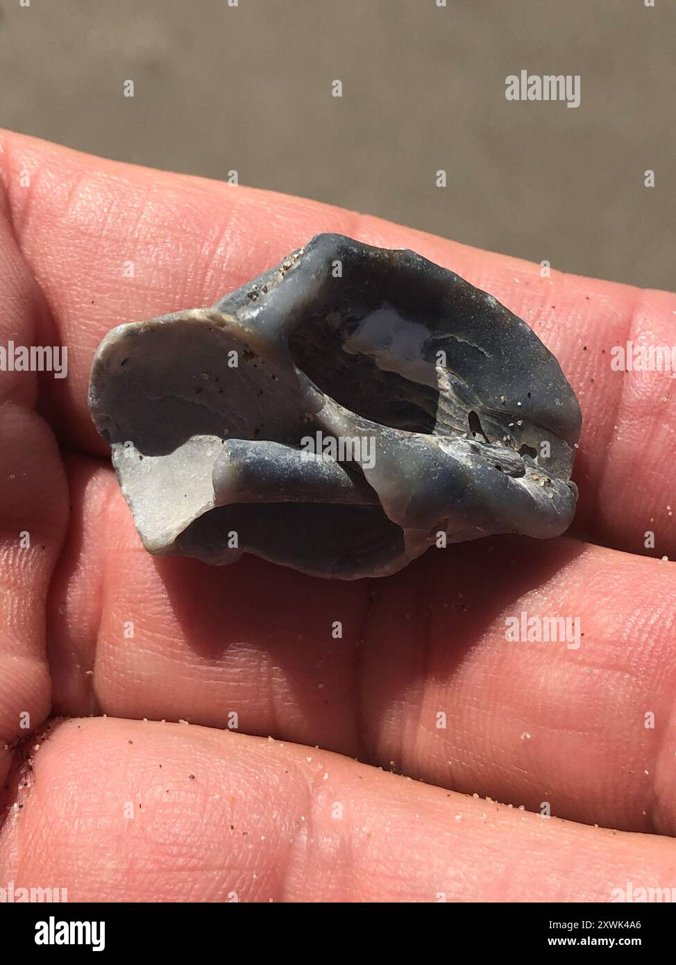 Frilled Dogwinkle (Nucella lamellosa) Mollusca Stock Photo - Alamy