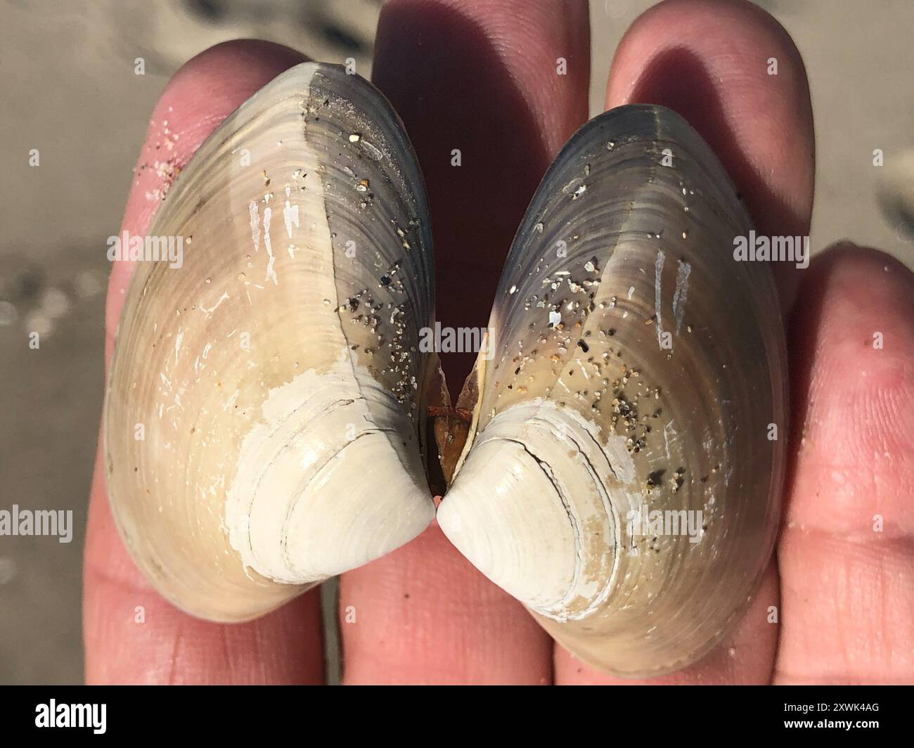 Tivela stultorum hi-res stock photography and images - Alamy