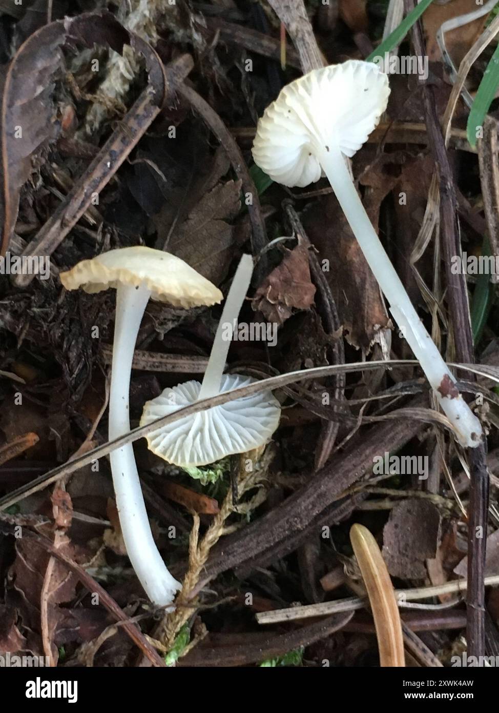 fairy ring marasmius (Marasmius oreades) Fungi Stock Photo - Alamy