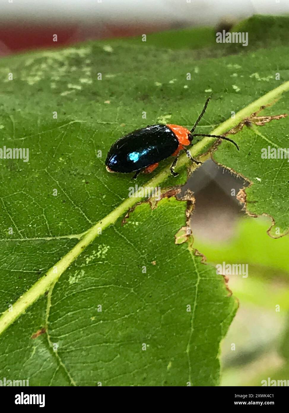 Shiny Flea Beetle (Asphaera lustrans) Insecta Stock Photo - Alamy