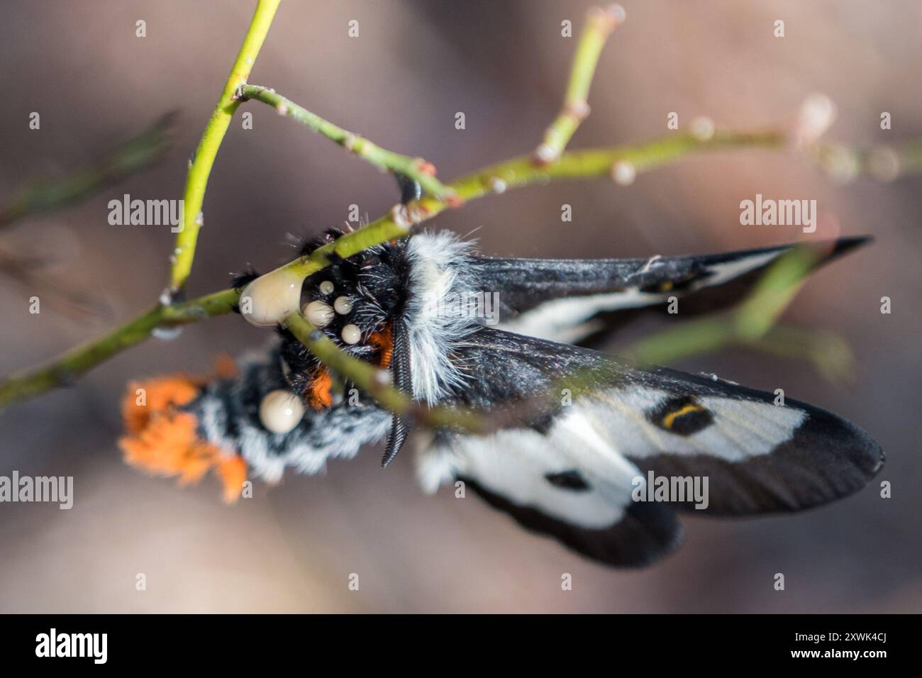 Buck Moth (Hemileuca maia) Insecta Stock Photo - Alamy