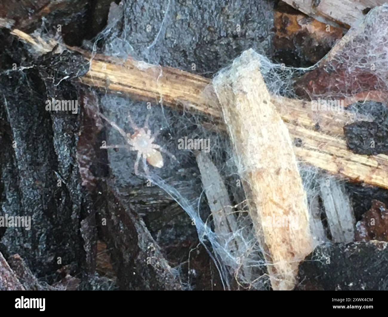 Typical Spiders (Araneomorphae) Arachnida Stock Photo - Alamy