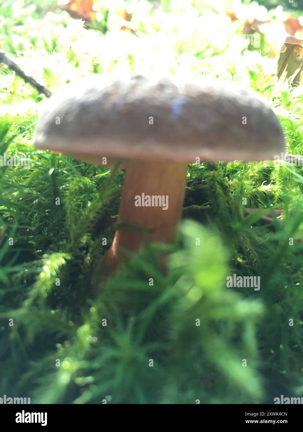 Red-cracking Bolete (Xerocomellus chrysenteron) Fungi Stock Photo - Alamy