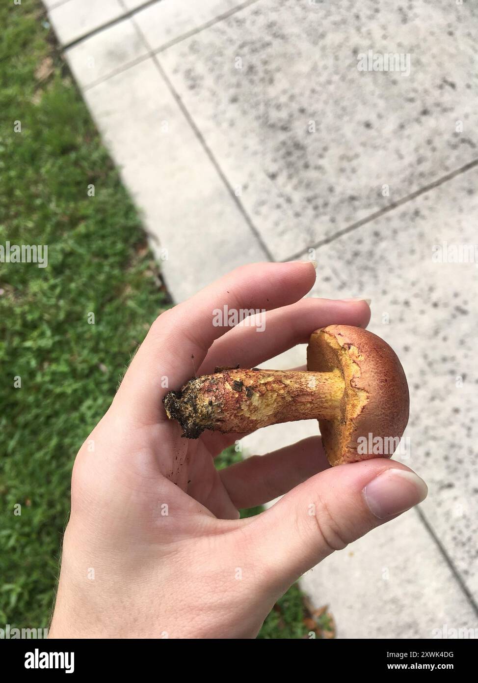 Ruby Bolete (Hortiboletus rubellus) Fungi Stock Photo - Alamy