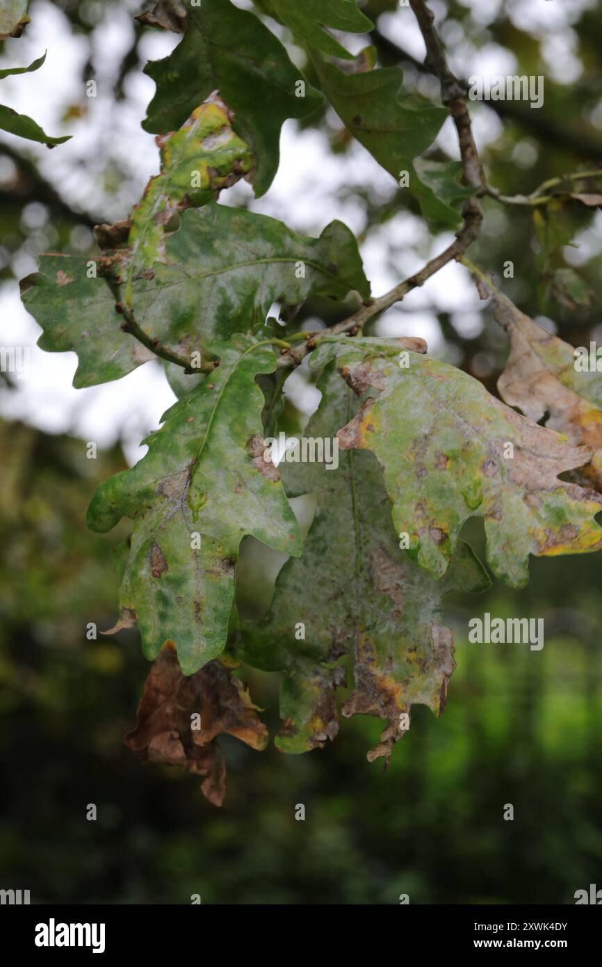 Erysiphe alphitoides hi-res stock photography and images - Alamy