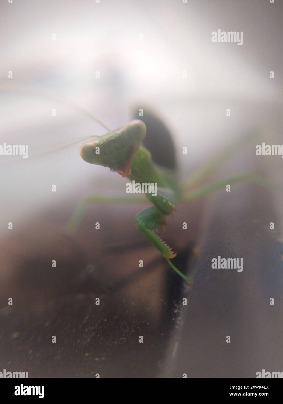 Large Green Praying Mantises (Sphodromantis) Insecta Stock Photo - Alamy
