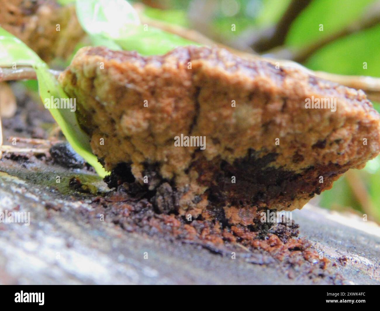 shelf fungi (Polyporales) Fungi Stock Photo - Alamy