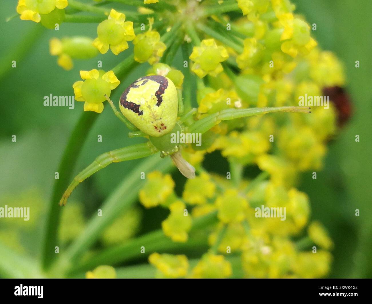 Ebrechtella tricuspidata hi-res stock photography and images - Alamy