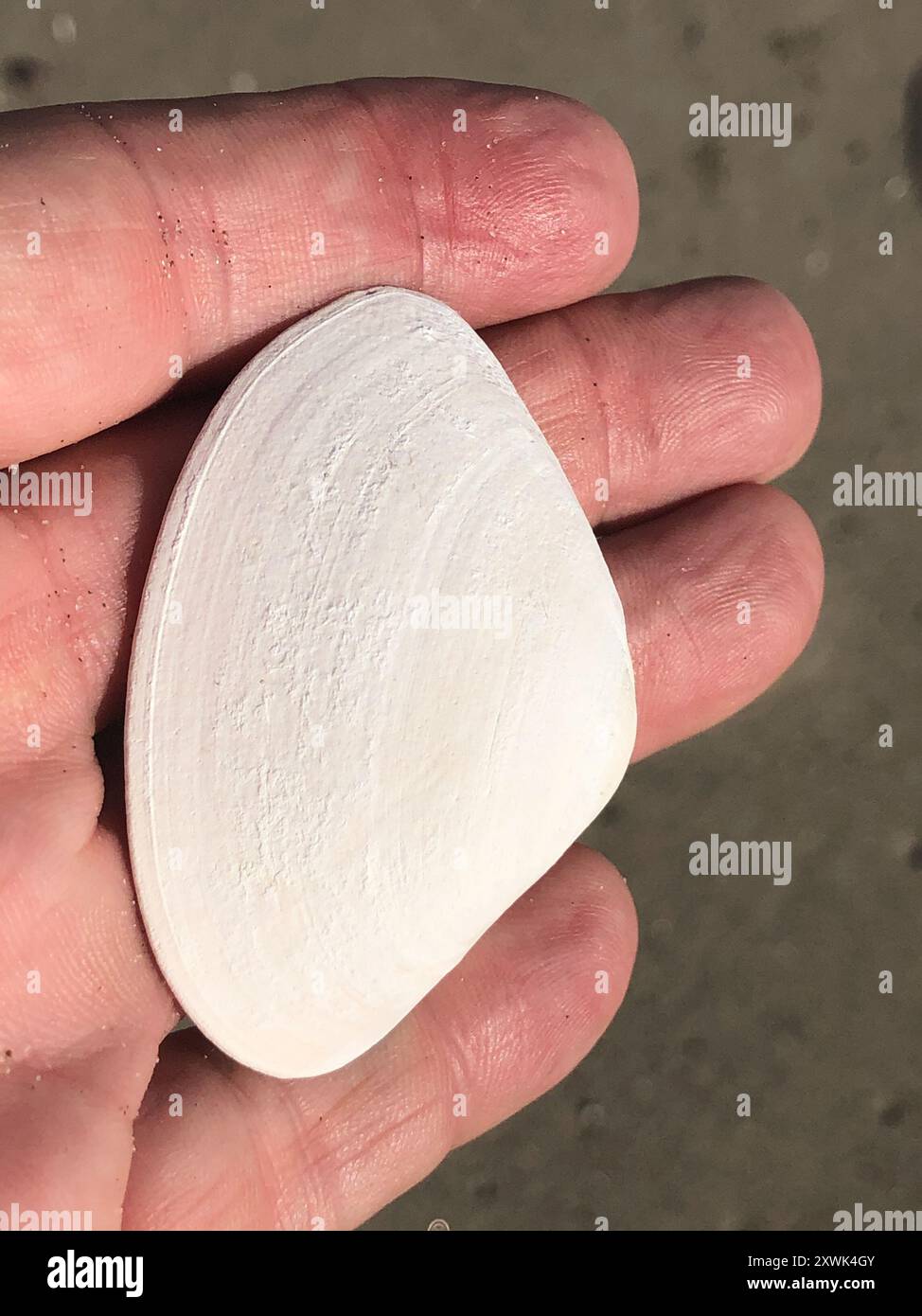 Pismo Clam (Tivela stultorum) Mollusca Stock Photo - Alamy