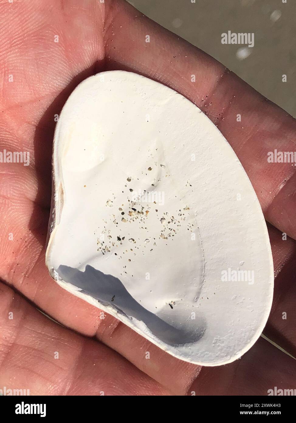 Pismo Clam (Tivela stultorum) Mollusca Stock Photo - Alamy