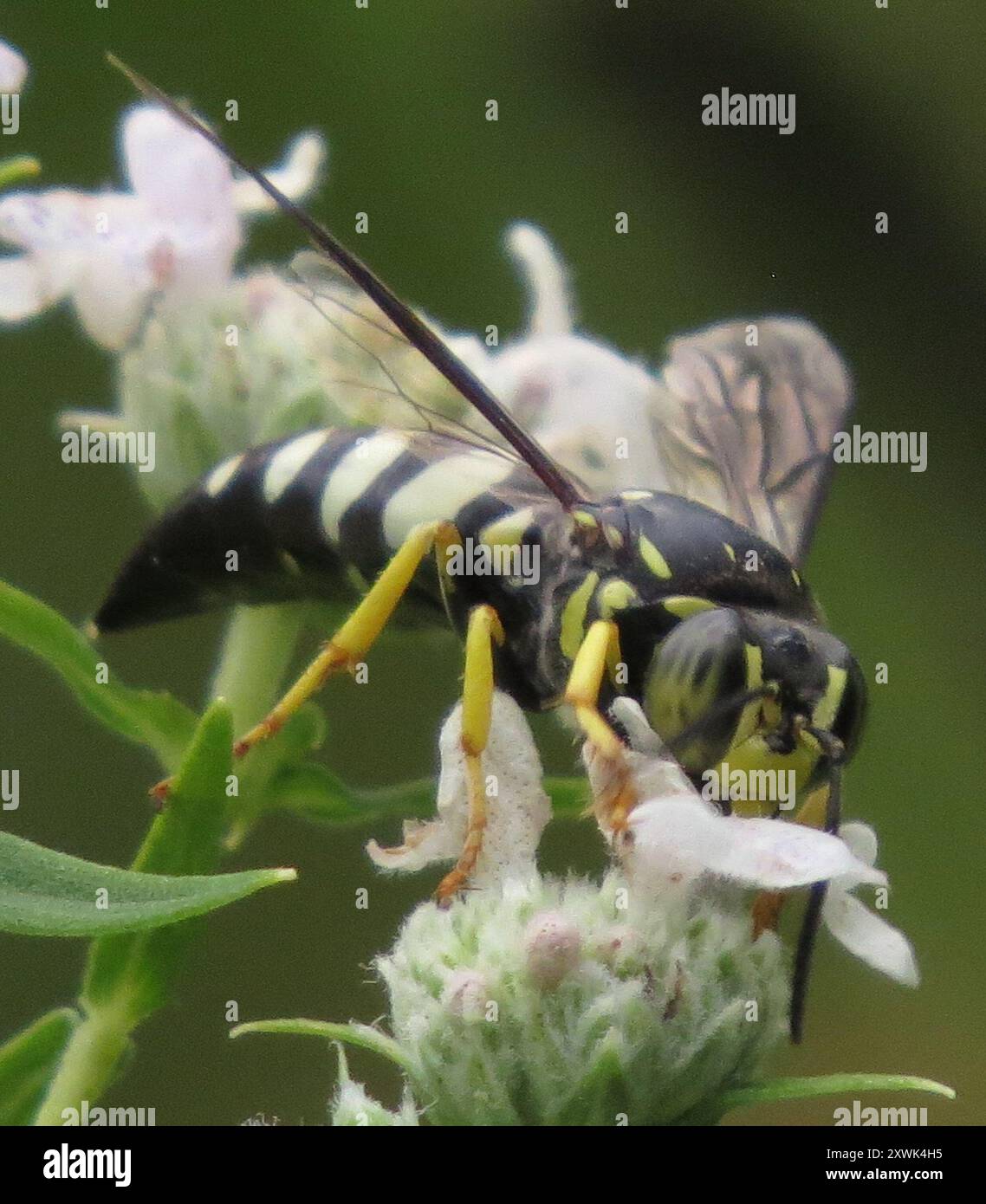 Four-banded Stink Bug Wasp (Bicyrtes quadrifasciatus) Insecta Stock ...