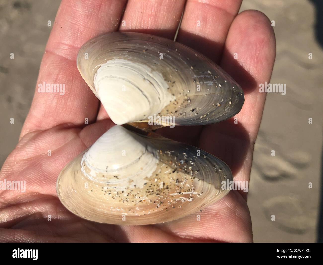 Pismo Clam (Tivela stultorum) Mollusca Stock Photo - Alamy