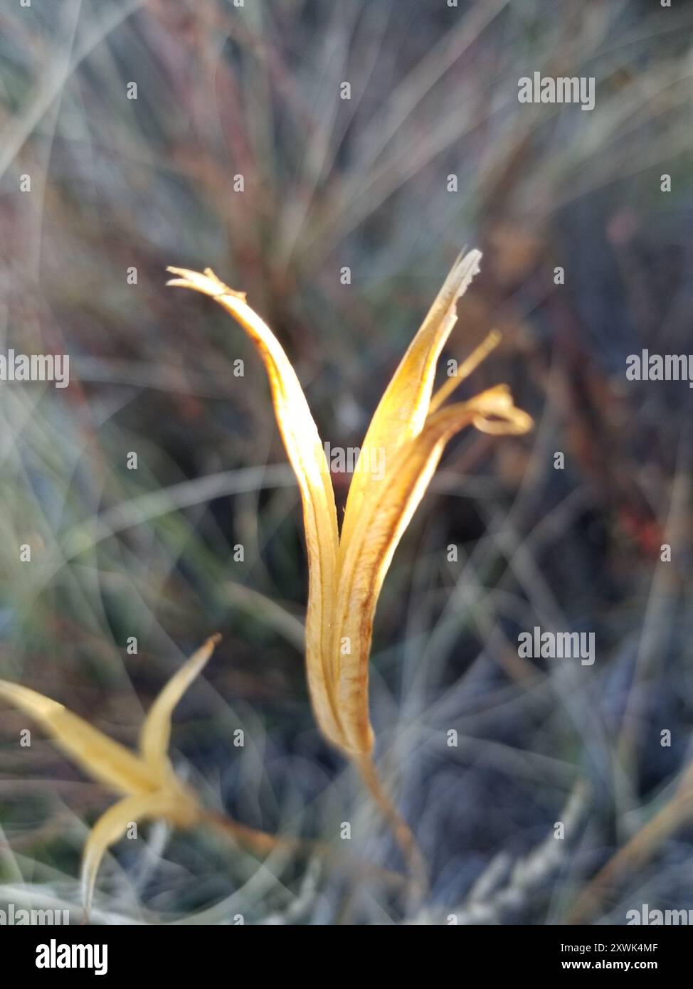 flowering plants (Angiospermae) Plantae Stock Photo - Alamy