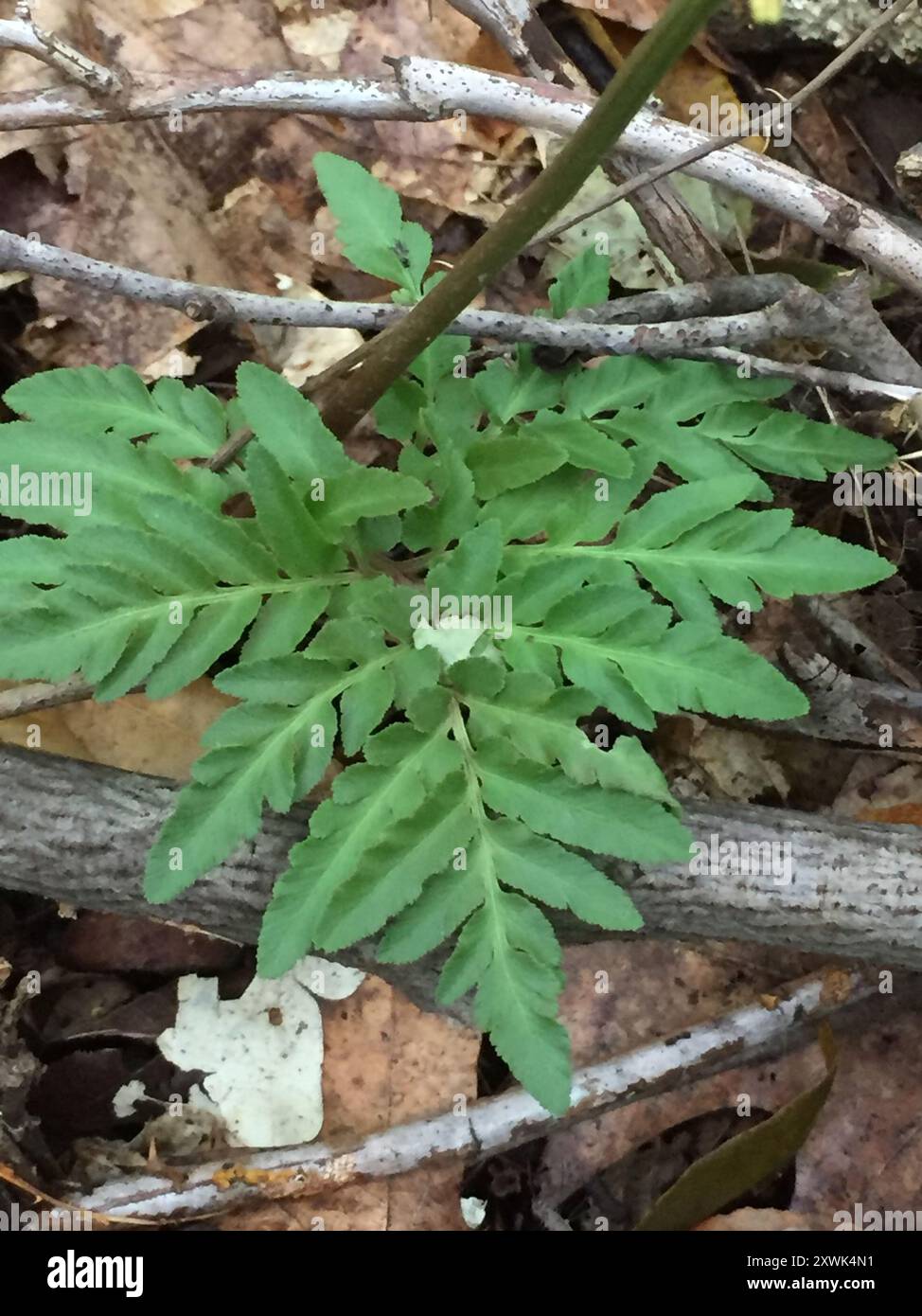 bronze fern (Sceptridium dissectum obliquum) Plantae Stock Photo - Alamy