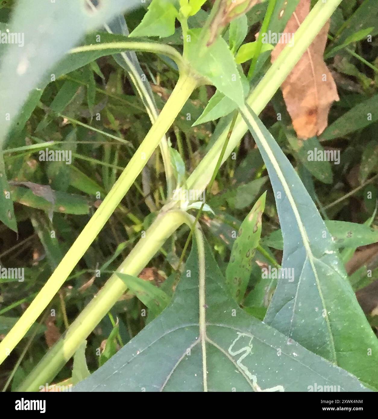 Yellow Crownbeard (Verbesina occidentalis) Plantae Stock Photo - Alamy
