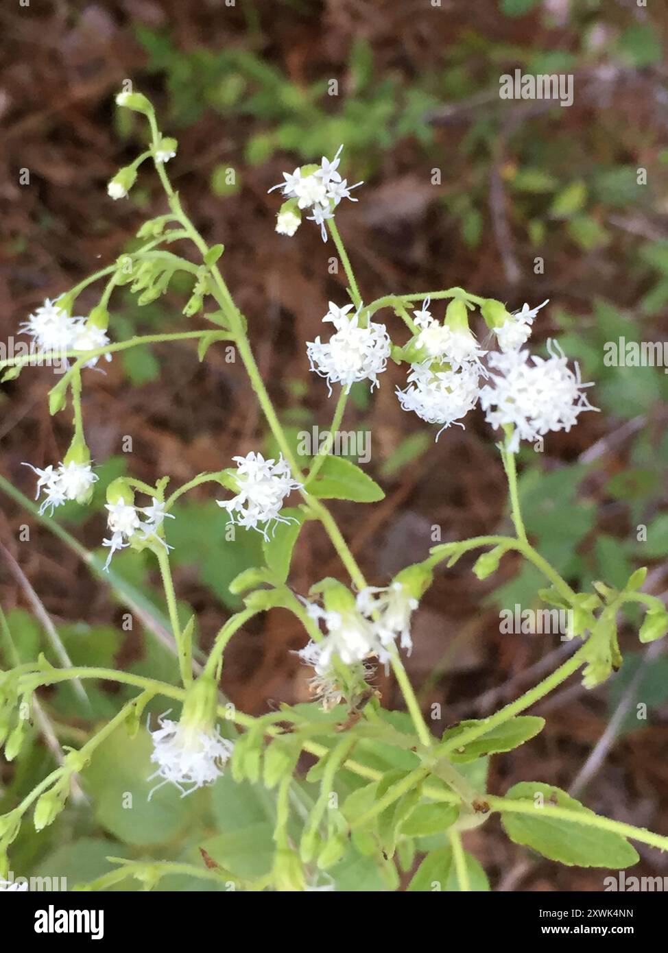 smaller white snakeroot (Ageratina aromatica) Plantae Stock Photo - Alamy