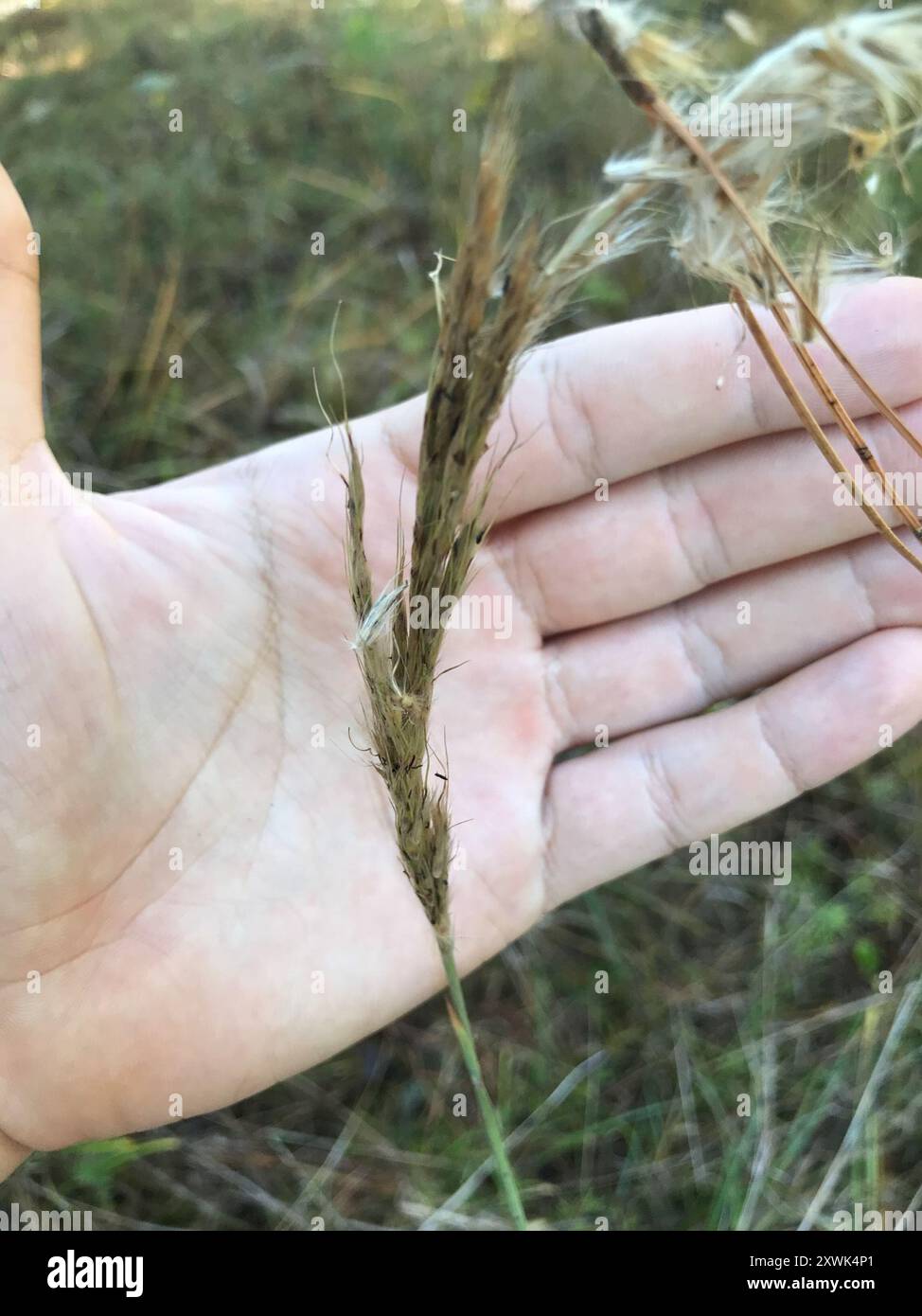 Plumegrasses (Erianthus) Plantae Stock Photo - Alamy