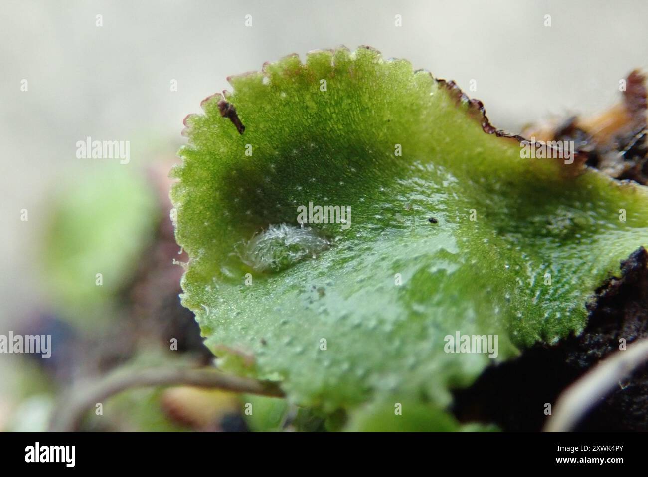 Hemisphaeric Liverwort (Reboulia hemisphaerica) Plantae Stock Photo - Alamy
