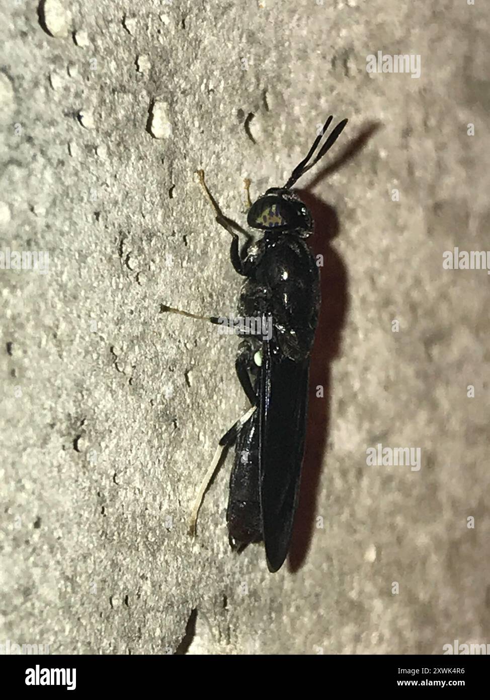 Black Soldier Fly (Hermetia illucens) Insecta Stock Photo - Alamy