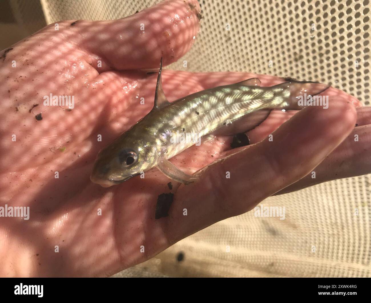 Channel Catfish (Ictalurus punctatus) Actinopterygii Stock Photo - Alamy