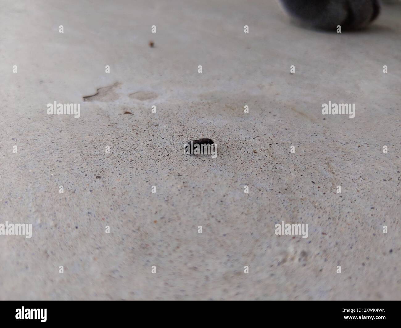 Billbug hi-res stock photography and images - Alamy