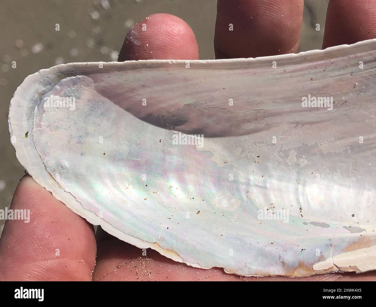 Straight Horsemussel (Modiolus rectus) Mollusca Stock Photo - Alamy