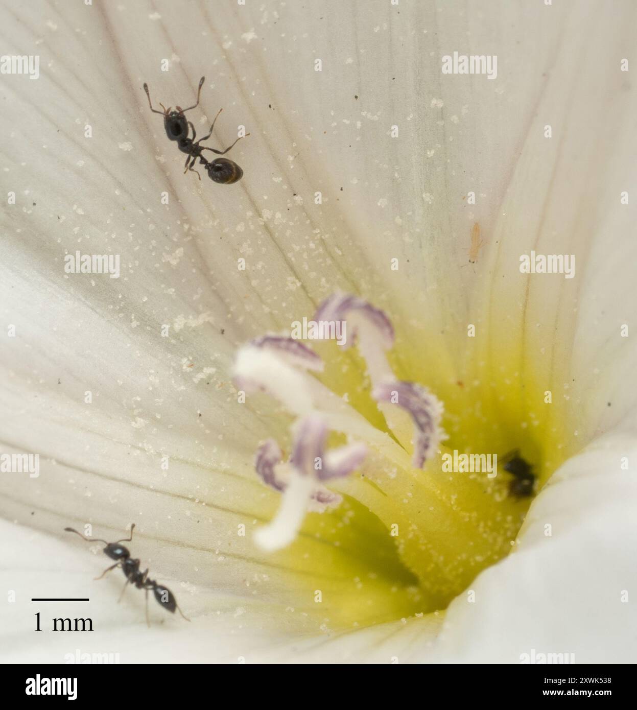 Ergatogyne Trailing Ant (Monomorium ergatogyna) Insecta Stock Photo - Alamy