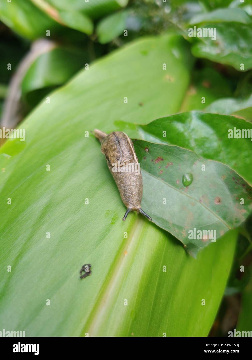 Shelled slug hi-res stock photography and images - Alamy